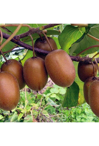 Sağ Tarım Tüplü Hayward Kivi Fidanı (2 Adet:1 Erkek+1 Dişi)