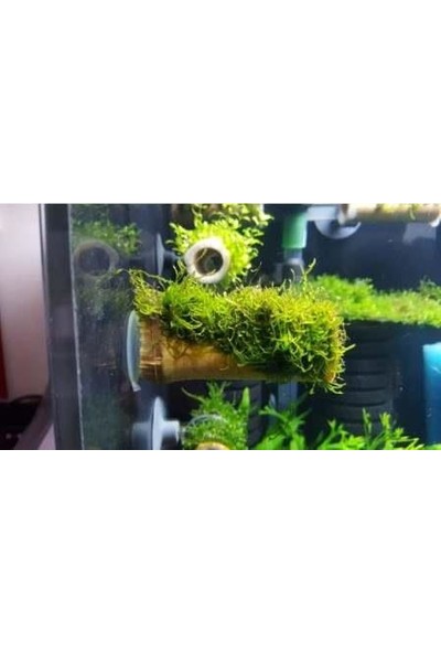 Canlı Petshop Y-Moss  Canlı Petshop Y-Moss