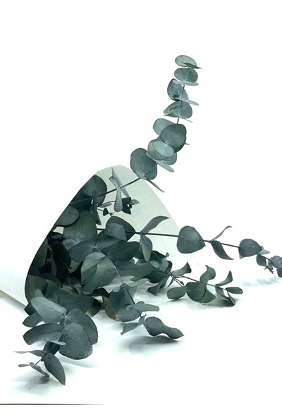 The Bouqet Şoklanmış Okaliptus Demeti Yeşil (50 Cm)