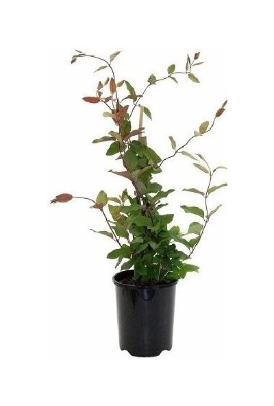 HANIMELİ ÇİÇEĞİ YOĞUN HOŞ KOKULU SAKSILI