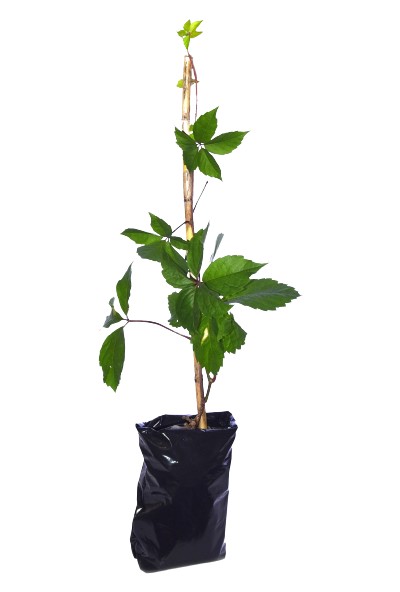 Amerikan Sarmaşığı Fidanı SAKSILI (100-120cm)