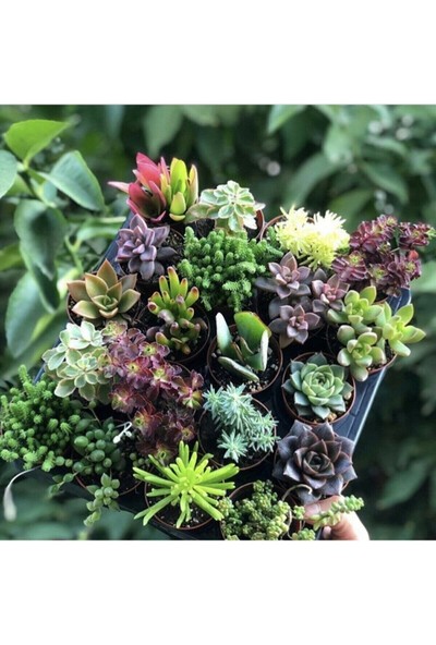 Hira Çiçekçilik Sedum Sukulent Mix 20 Adet