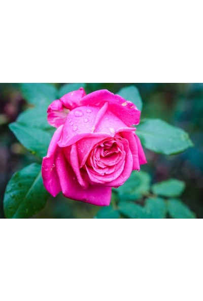 Pembe Kokulu Bulgar Gülü Fidanı Saksılı 40 cm 40 cm Pembe Kokulu Bulgar Gülü Fidanı Saksılı 40 cm 40 cm