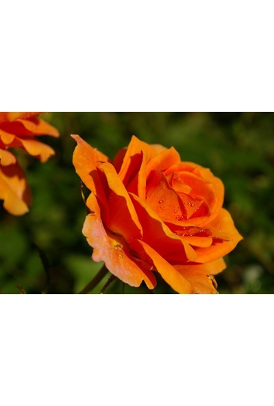 Turuncu Kokulu Bulgar Gülü Fidanı Saksılı 40 cm 60 cm Turuncu Kokulu Bulgar Gülü Fidanı Saksılı 40 cm 60 cm