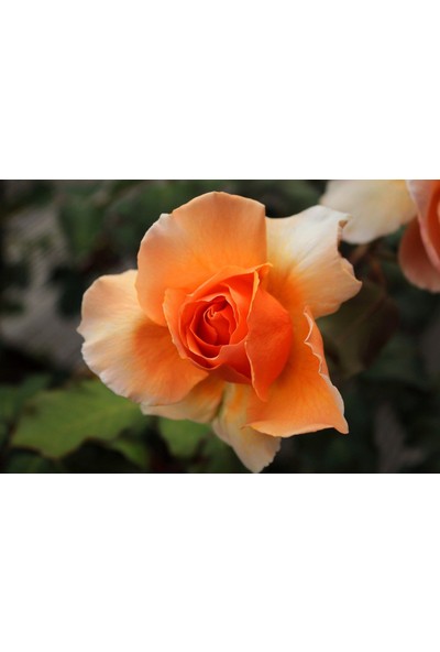 Kavun Içi Kokulu Bulgar Gülü Fidanı Saksılı 40 cm 60 cm Kavun Içi Kokulu Bulgar Gülü Fidanı Saksılı 40 cm 60 cm