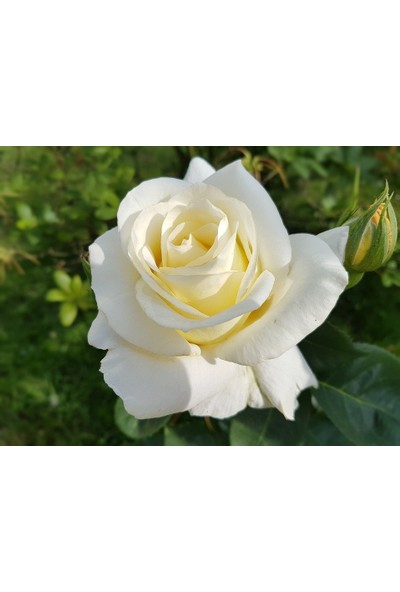 Beyaz Bulgar Gülü Fidanı Kokulu 40CM 60 cm Beyaz Bulgar Gülü Fidanı Kokulu 40CM 60 cm