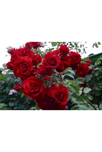 Kırmızı Çardak Gülü Fidanı Saksılı 120 cm 150 cm
