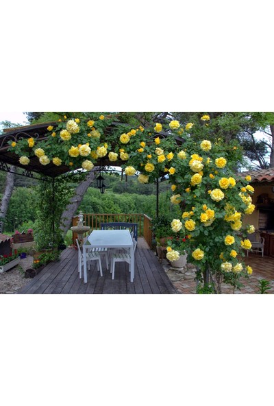 Sarı Çardak Gülü Fidanı Saksılı 120 cm 150 cm