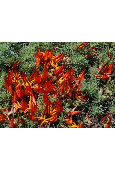 Ateş Orkidesi Çiçeği Papağan Gagası Fidanı Saksılı 40CM 60 cm Ateş Orkidesi Çiçeği Papağan Gagası Fidanı Saksılı 40CM 60 cm