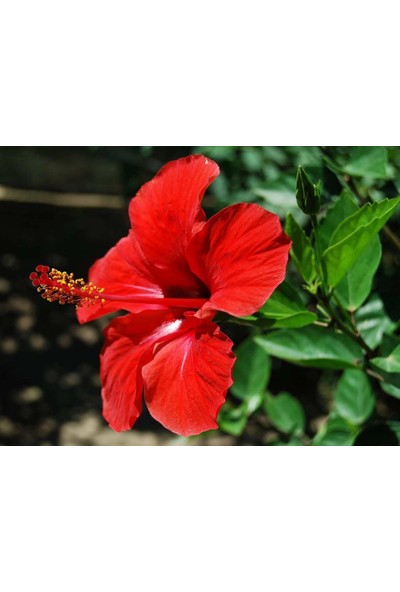 Kırmızı Japon Gülü Fidanı Saksılı 40CM 60CM