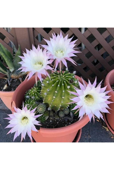 Klasik Kaktüs Çiçeği Fidanı Saksılı