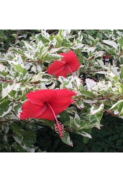 Alacalı Japon Gülü Fidanı