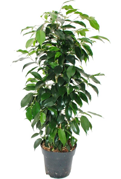 Yeşil Benjamin Çiçeği Fidanı Saksılı 40 cm 60 cm Yeşil Benjamin Çiçeği Fidanı Saksılı 40 cm 60 cm