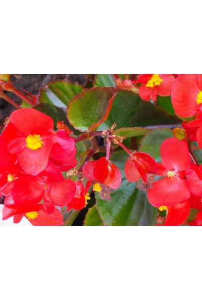 Kırmızı Şeker Begonya Çiçeği Fidanı Saksılı30 cm 50CM