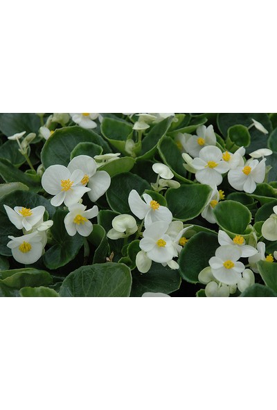 Beyaz Şeker Begonya Çiçeği Fidanı Saksılı 30CM 50 cm Beyaz Şeker Begonya Çiçeği Fidanı Saksılı 30CM 50 cm