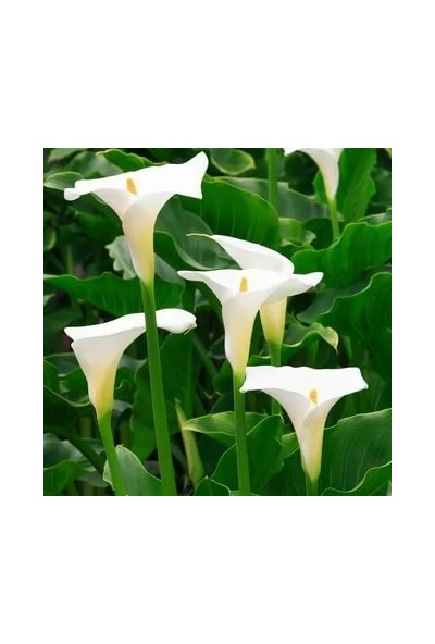 Beyaz Gala Kalla Çiçeği Fidanı Saksılı 30 cm 50 cm Beyaz Gala Kalla Çiçeği Fidanı Saksılı 30 cm 50 cm