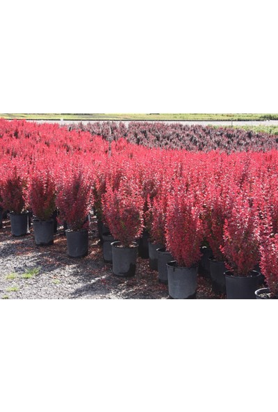 Rüzgar Botanik Roket Berberis Çiçeği Fidanı Saksılı 40 x 60 cm