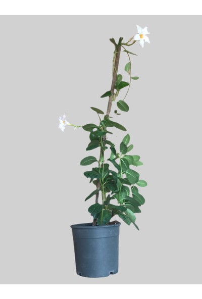 Bitki Fidanım Mandevilla-Sandavilla Sarmaşığı 50-70CM Bitki Fidanım Mandevilla-Sandavilla Sarmaşığı 50-70CM
