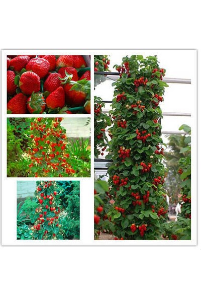 Sole 4 Mevsim Meyve Veren Çilek Ağacı Tohumu