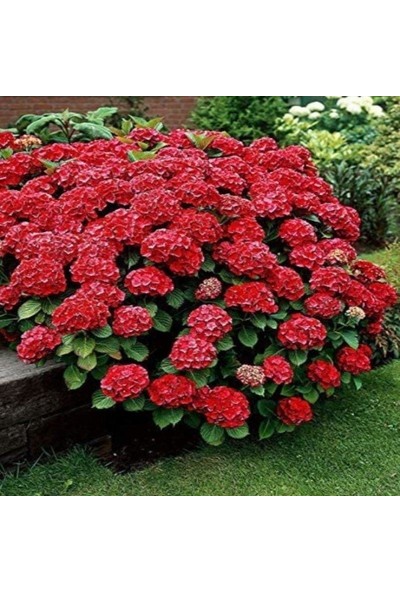 Ases 2 Yaş Saksıda Kırmızı Ortanca Çiçeği 50-70 cm