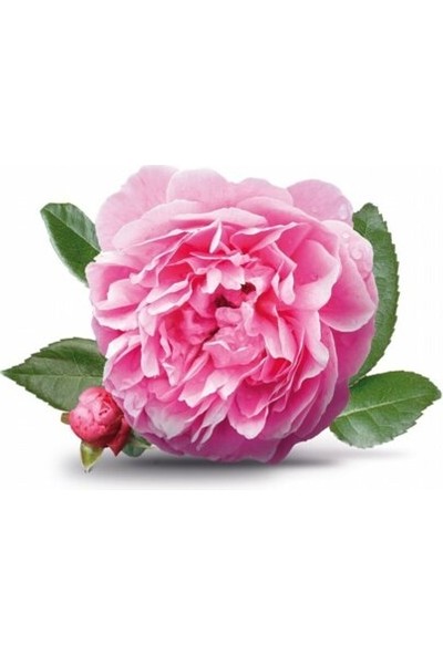 Uygun Tarım Uygun Tarım-Saksılı Isparta Gül Fidanı