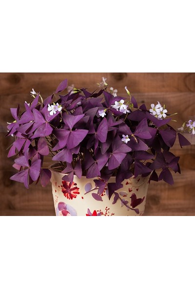 Rüzgar Botanik Süs Yoncası Uyku Çiçeği Fidanı 20 cm 40 cm