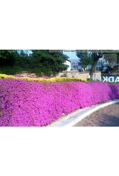 Rüzgar Botanik 30'lu Acem Halısı Fidanı 5 cm 15CM Rüzgar Botanik 30'lu Acem Halısı Fidanı 5 cm 15CM