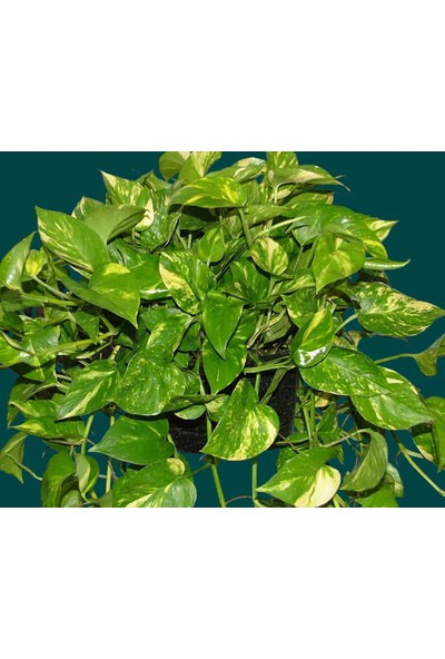 Rüzgar Botanik Salon Sarmaşığı Çiçeği Fidanı Saksılı 40 CM60 cm