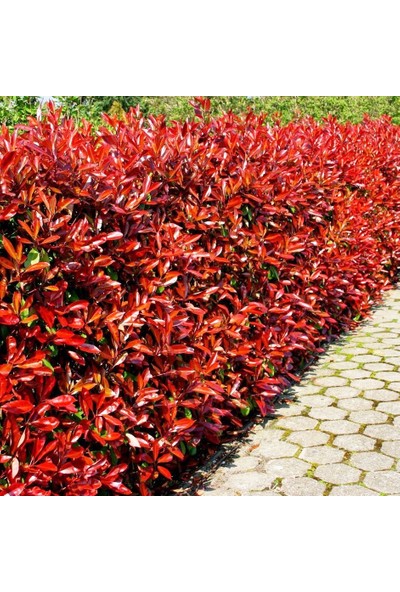 Rüzgar Botanik Alev Çiti Çiçeği Fidanı Saksılı 40 cm 60CM