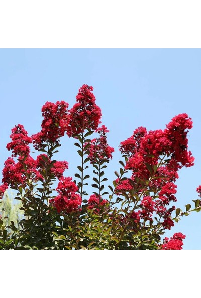 Rüzgar Botanik Kırmızı Oya Çiçeği Fidanı Saksılı40 cm 60 cm