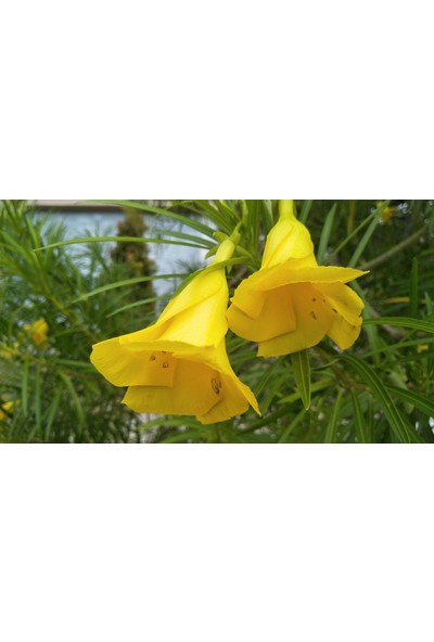 Rüzgar Botanik Peru Zakkumu Fidanı Saksılı 60CM 80 cm Rüzgar Botanik Peru Zakkumu Fidanı Saksılı 60CM 80 cm