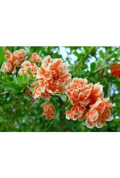 Rüzgar Botanik Süs Narı Çiçeği Fidanı Katmerli Saksılı Rüzgar Botanik Süs Narı Çiçeği Fidanı Katmerli Saksılı