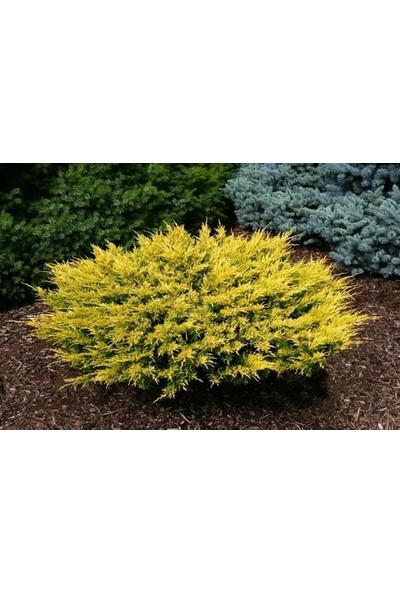 Rüzgar Botanik Sarı Gold Ardınç Fidanı 40 cm 60 cm Rüzgar Botanik Sarı Gold Ardınç Fidanı 40 cm 60 cm