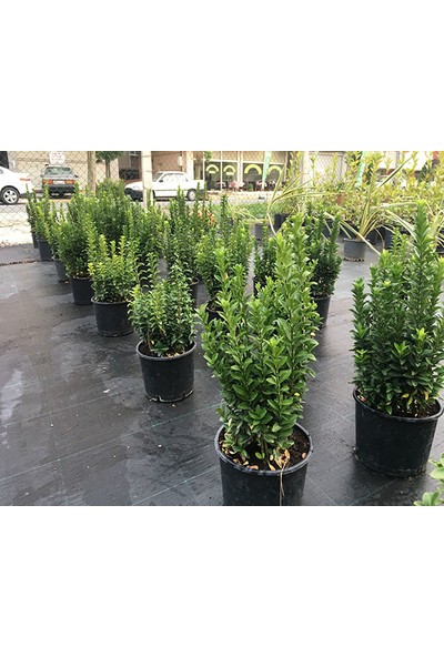 Rüzgar Botanik Yeşil Sutun Taflan Fidanı Saksılı 40 cm 60 cm