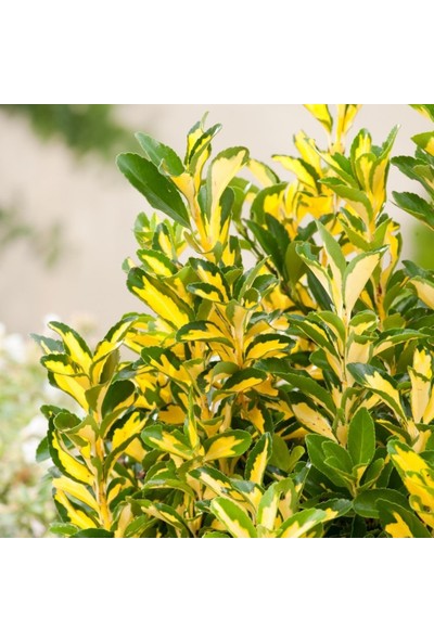 Rüzgar Botanik Alacalı Taflan Çiçeği Fidanı Saksılı 40 cm 60 cm