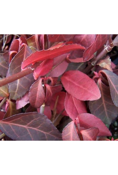 Rüzgar Botanik Kırmızı Yaılıcı Taflan Çiçeği Fidanı Saksılı 20CM 40 cm cm