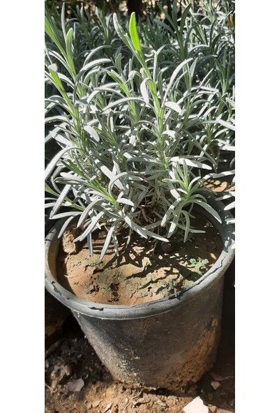 Uygun Tarım Saksılı Lavanta Fidanı