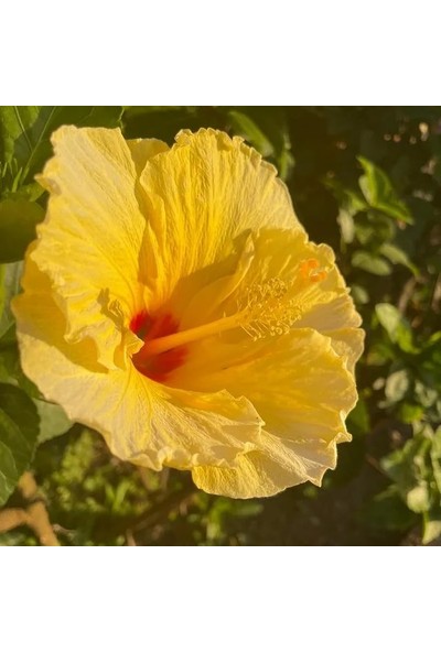 Rüzgar Botanik Sarı Japon Gülü Çiçeği Fidanı Saksılı