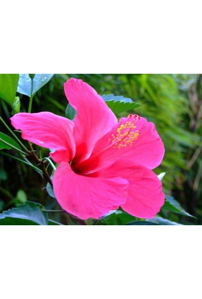 Rüzgar Botanik Pembe Japon Gülü Çiçeği Fidanı Saksılı Rüzgar Botanik Pembe Japon Gülü Çiçeği Fidanı Saksılı