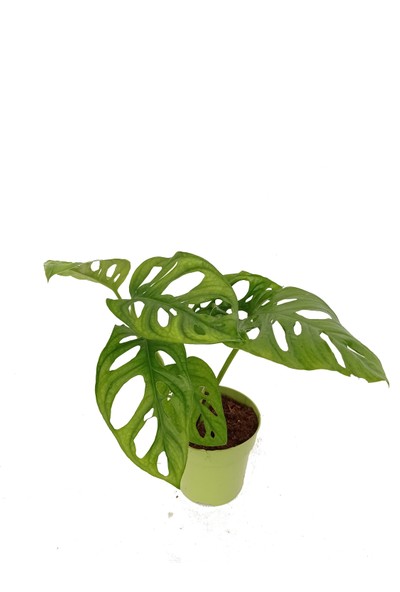 Fidanova Monkey Monstera 40-45 cm Boyunda Fidanova Monkey Monstera 40-45 cm Boyunda