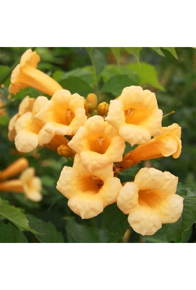 Ev Ve Bahçe Tüplü Özel Seri Sarı Renkli Acem Borusu Fidanı Ev Ve Bahçe Tüplü Özel Seri Sarı Renkli Acem Borusu Fidanı