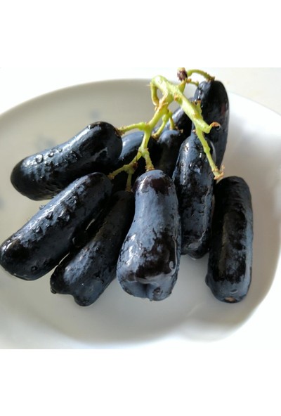 Ev Ve Bahçe Tüplü Çekirdeksiz Finger Black Üzüm Fidanı Ev Ve Bahçe Tüplü Çekirdeksiz Finger Black Üzüm Fidanı