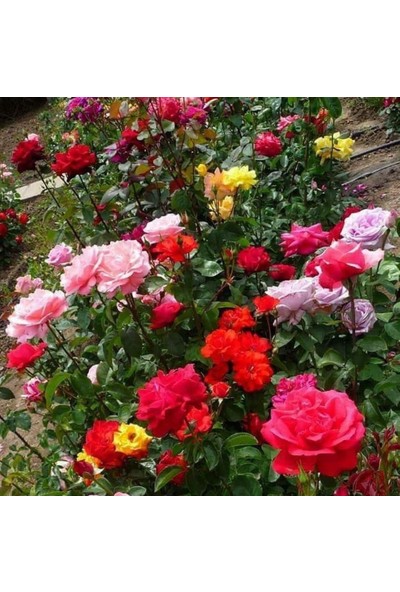 Tüplü Yediveren Kokulu Karışık Gül Fidanı Paketi 5'li