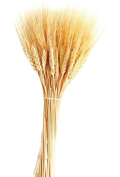 Eminönü Toptancı Kuru Çiçek Doğal Başak Buğday Başağı 45 cm - 1 Demet Natural Eminönü Toptancı Kuru Çiçek Doğal Başak Buğday Başağı 45 cm - 1 Demet Natural