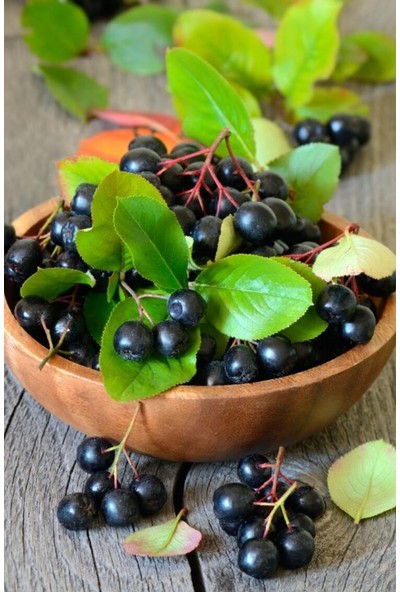 Taze Dükkan Aronya (Aronia, Chokeberry) 500 gr Taze Dükkan Aronya (Aronia, Chokeberry) 500 gr