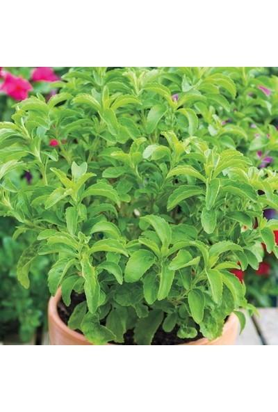 Anamur Naturel Şeker Otu Stevia Fidesi (10 Adet) Anamur Naturel Şeker Otu Stevia Fidesi (10 Adet)