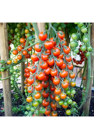 Anamur Naturel Verimi Çok Yüksek Sırık Depar Domates Fidesi(5 Adet) Anamur Naturel Verimi Çok Yüksek Sırık Depar Domates Fidesi(5 Adet)