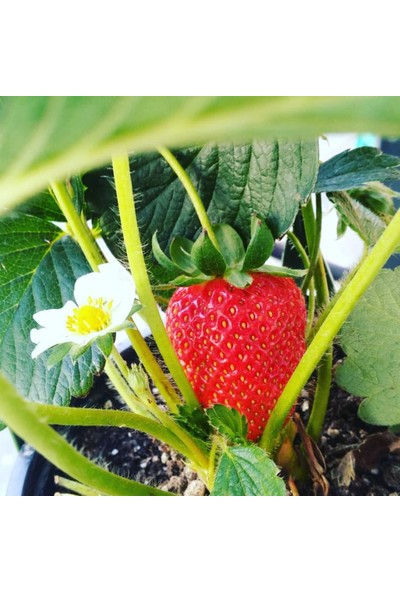 Anamur Naturel Frigo Yediveren Çilek Fidesi(5 Adet) Anamur Naturel Frigo Yediveren Çilek Fidesi(5 Adet)