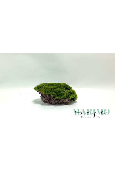 Marimo Scape Marimo Rock