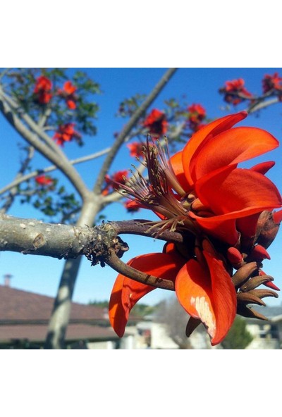 Anamur Naturel Tüplü Erythrina Caffra Mercan Ağacı Fidanı (30-60 Cm)